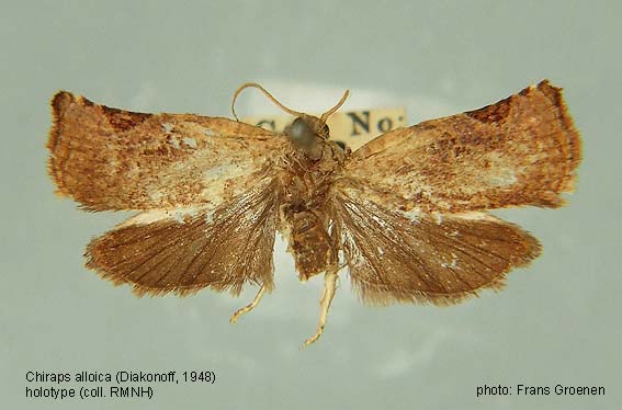 Papua Insects Foundation (Lepidoptera/Tortricidae)